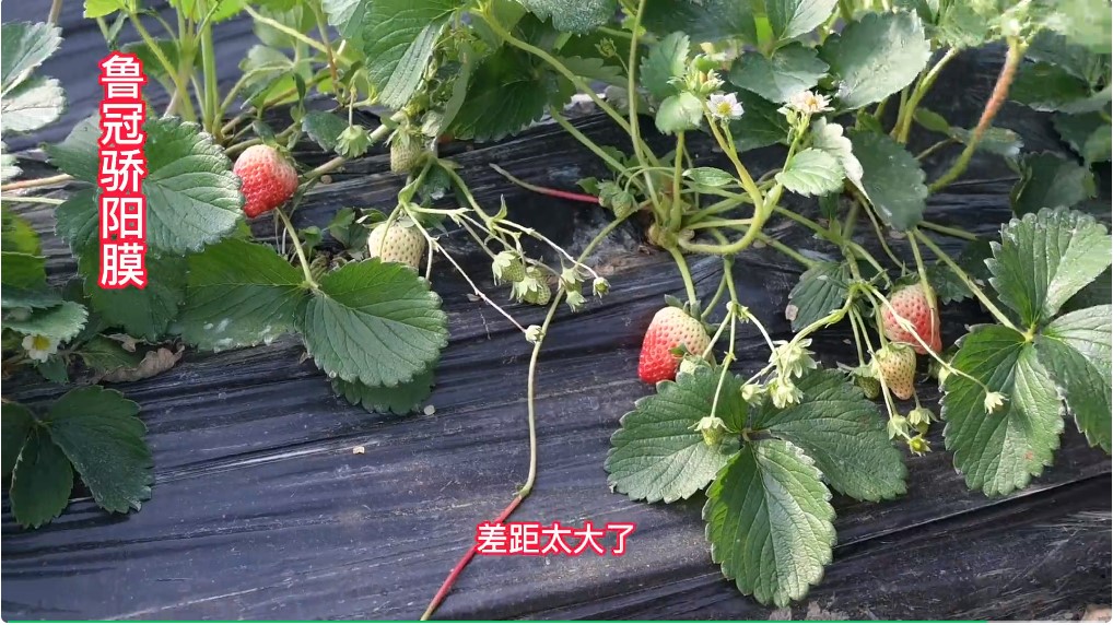 Stawberry Greenhouse with Different Films-News-LUGUAN Plastic
